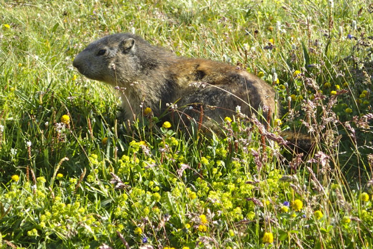 Wanderung in the French Alps- Flora and Fauna | Ribbons Undone